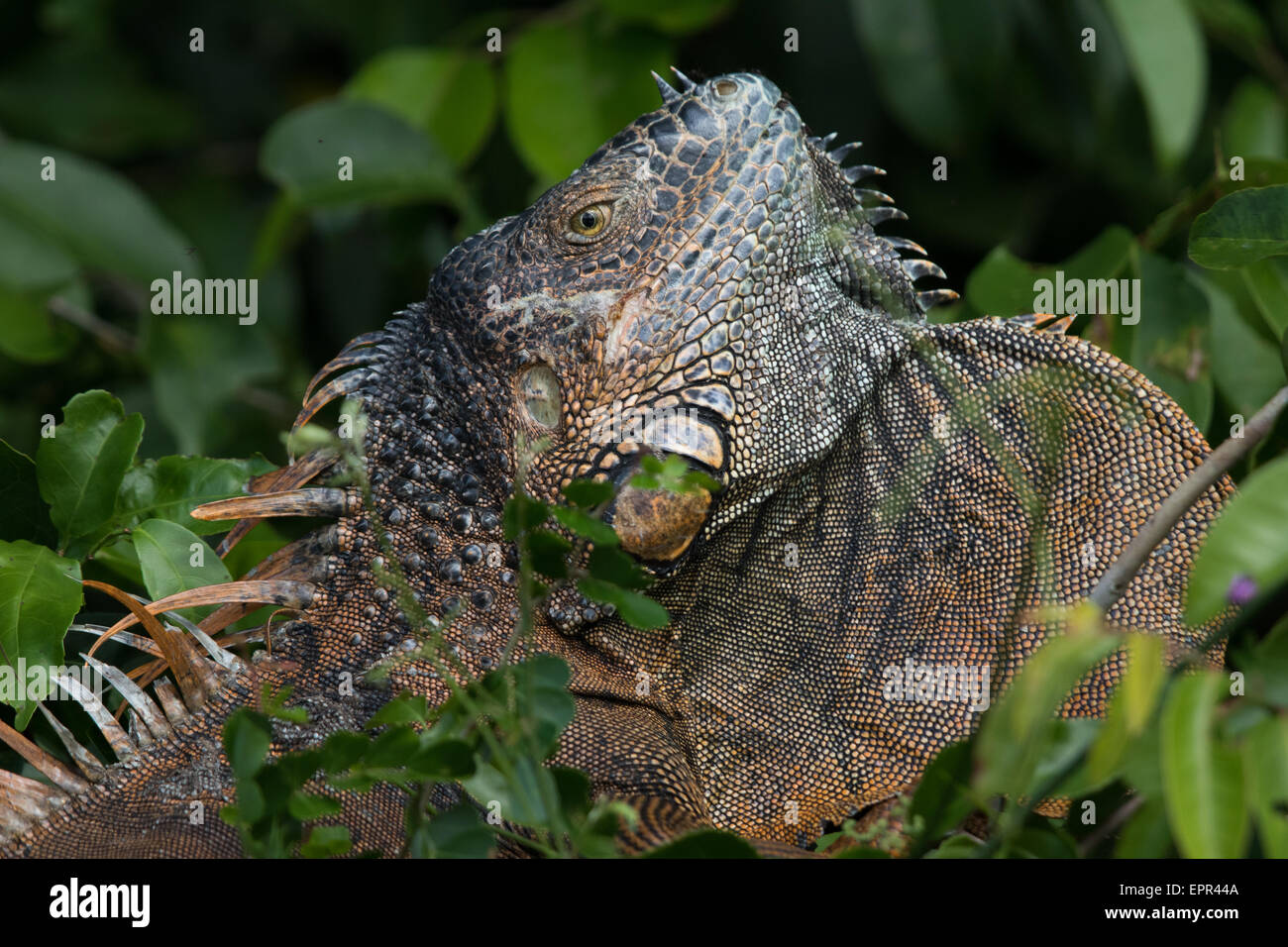 headshot of a male Green Iguana (Iguana iguana) displaying his dewlap ...