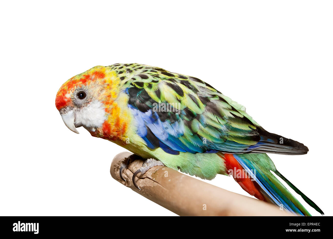 Little color parrot over white background Stock Photo - Alamy