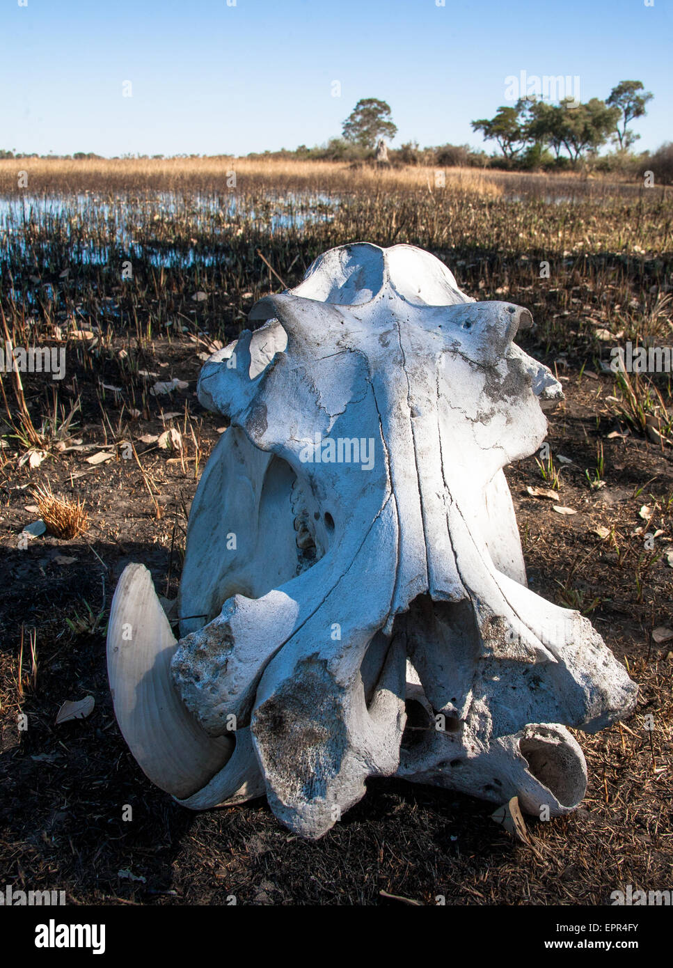 Hippo skeleton in bush, game reserve Botswana, Africa Stock Photo - Alamy