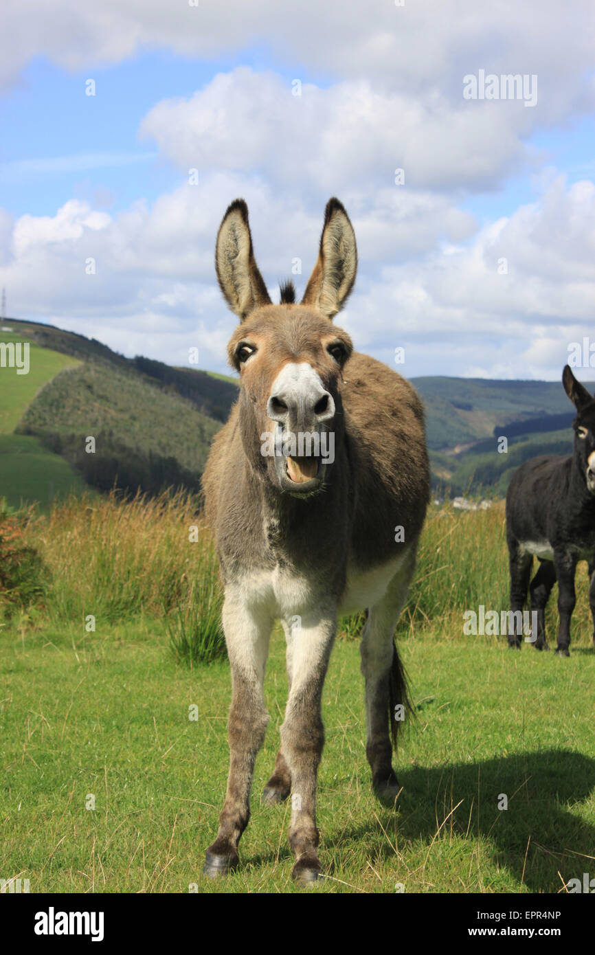 Donkeys on Llangeinor Common Garw Valley Stock Photo - Alamy