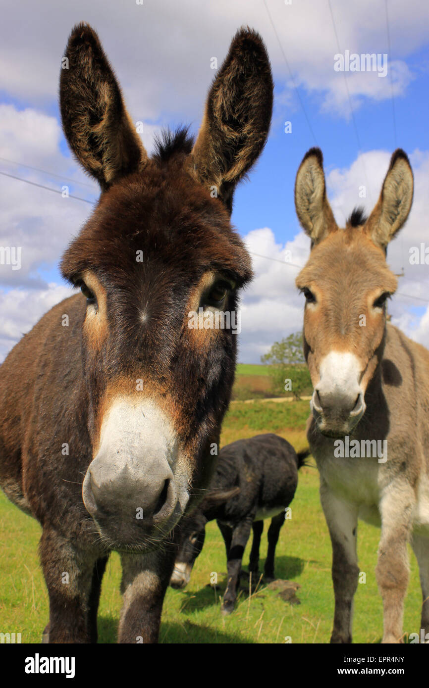 Donkeys on Llangeinor Common, Garw Valley Stock Photo - Alamy
