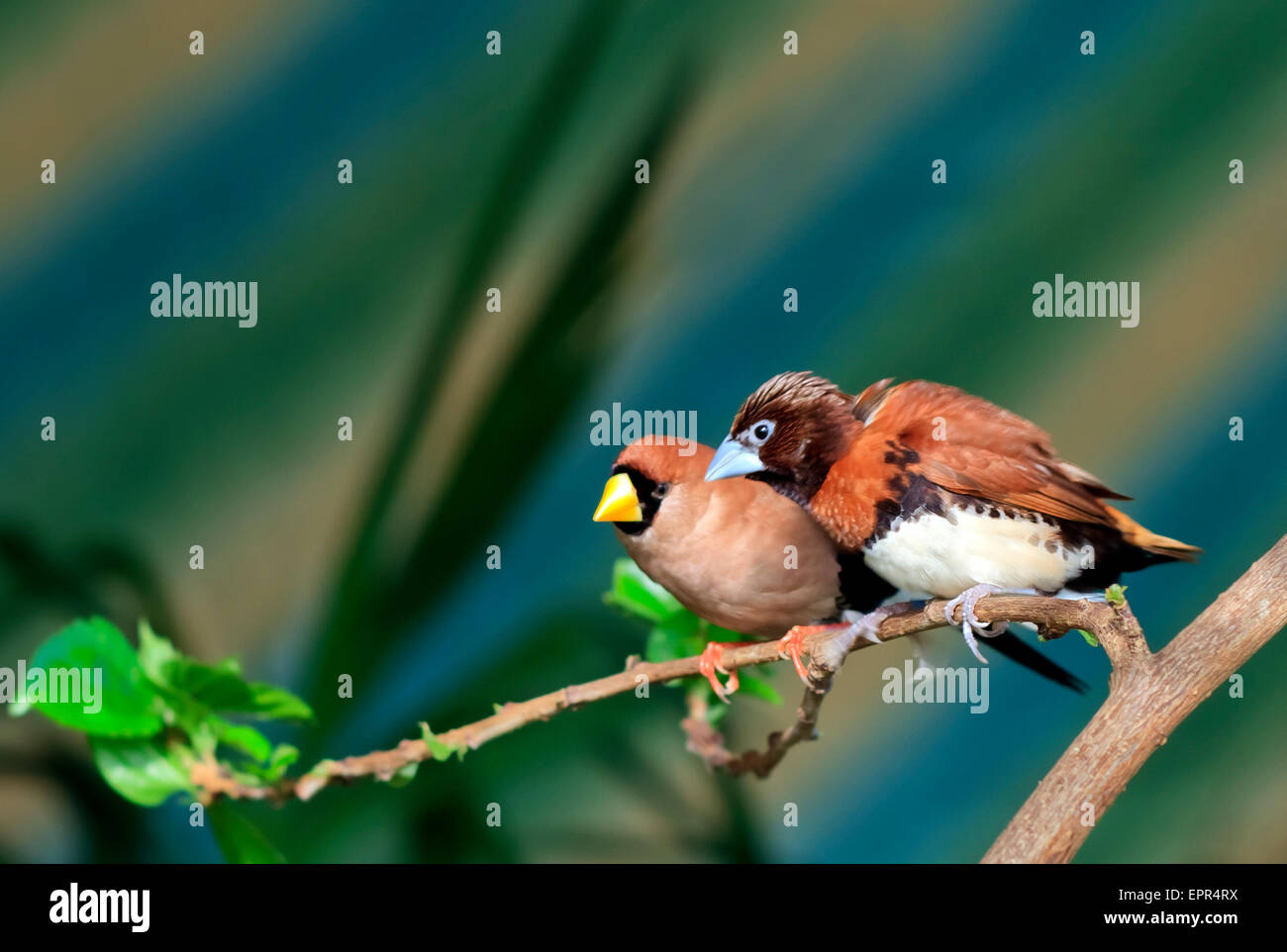 Songbird pair hi-res stock photography and images - Alamy