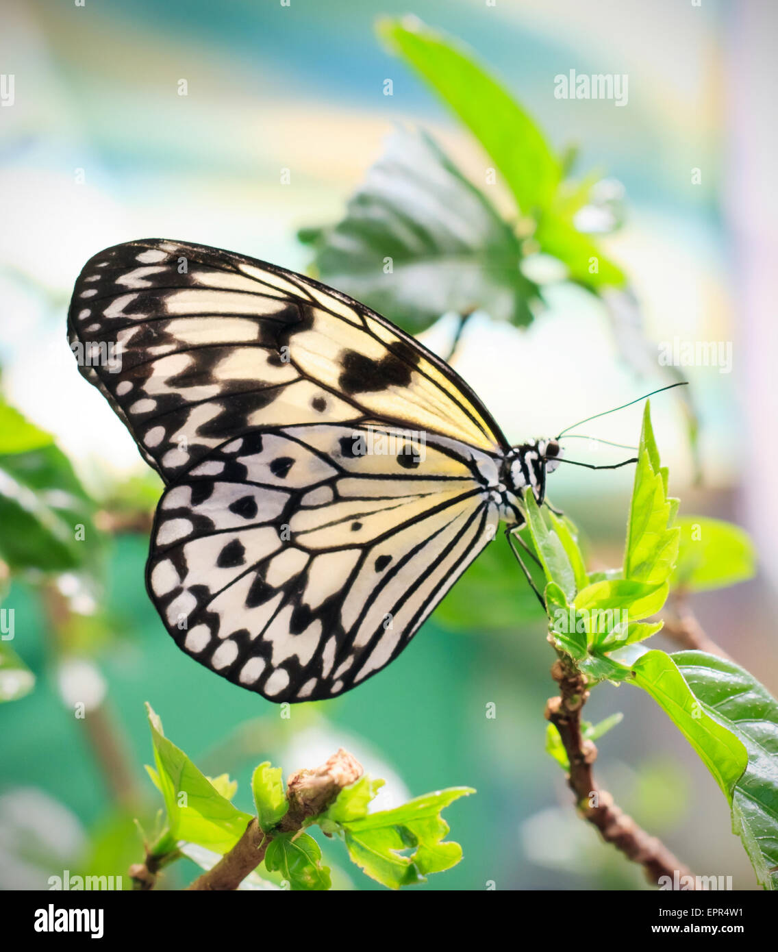 Beige butterfly on the leaf Stock Photo - Alamy