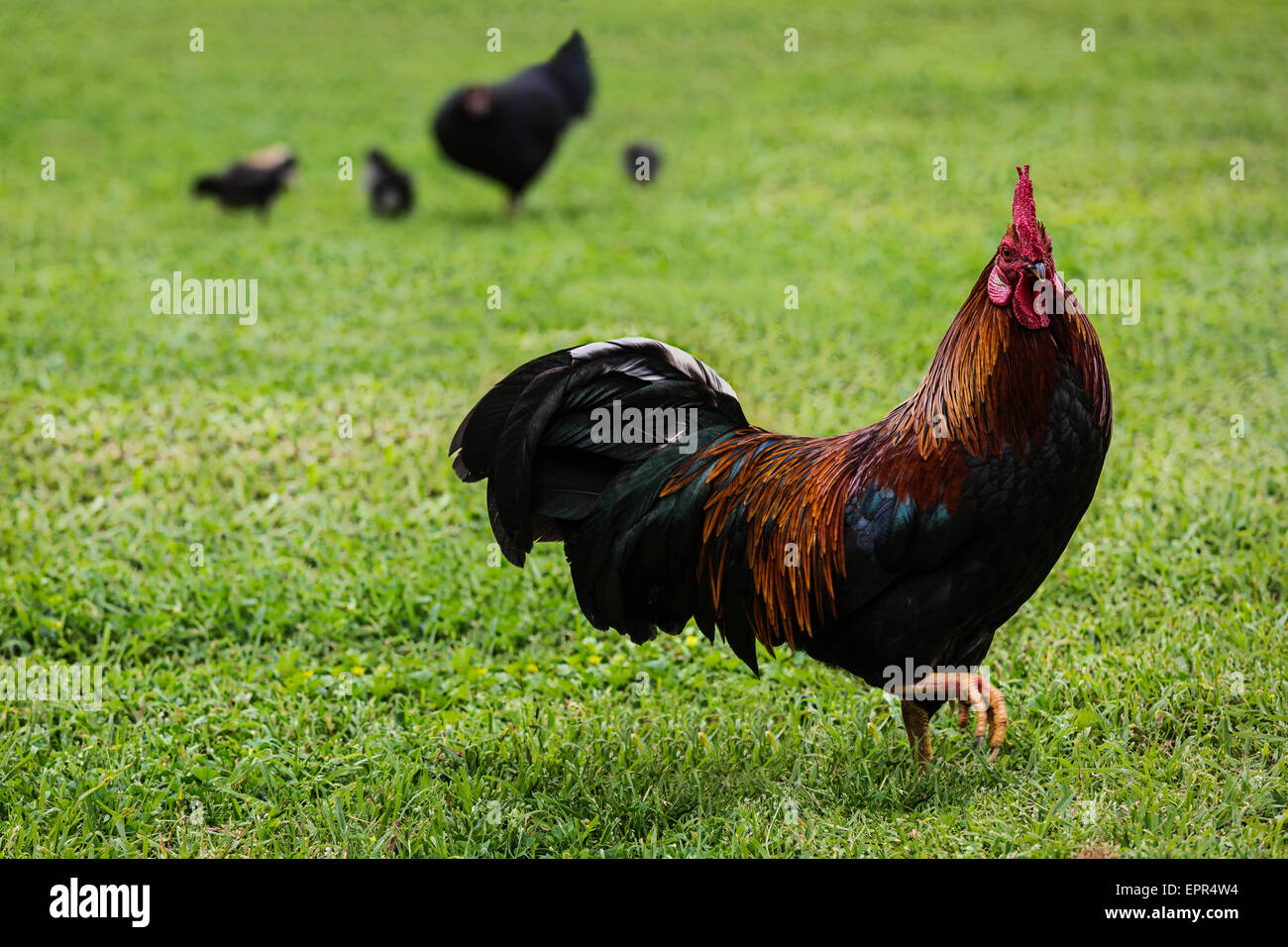 Black Copper Maran Chickens