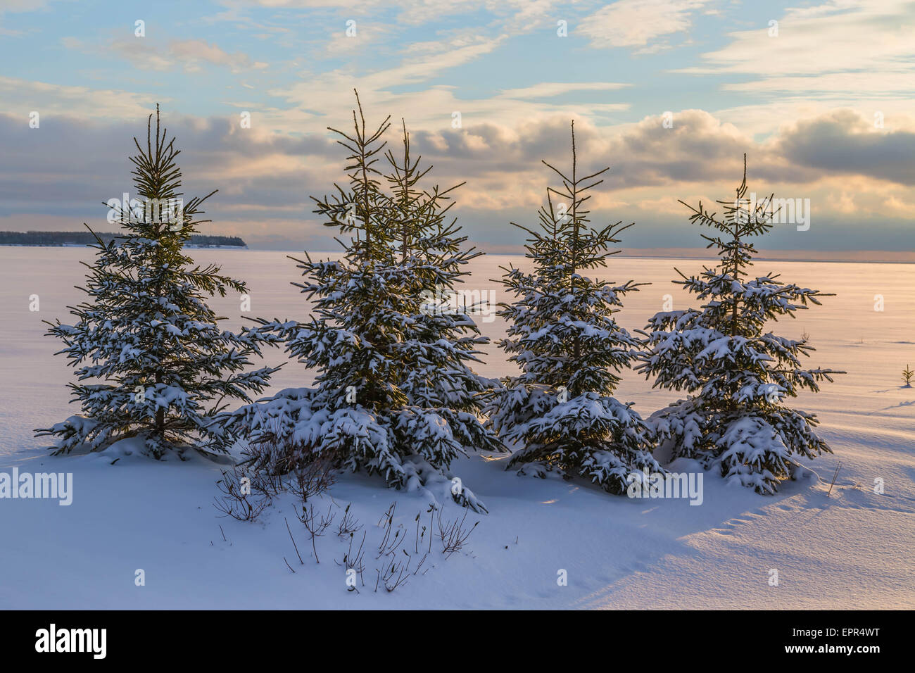 Winter spruce trees at dusk Stock Photo - Alamy