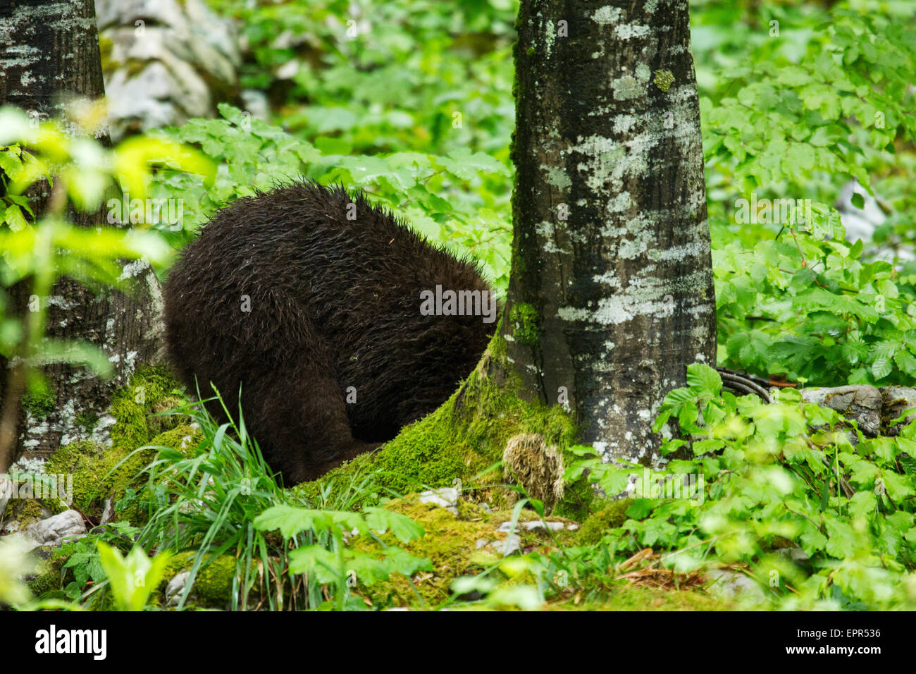 A one year old Brown Bear Cub digging behind a tree in the forest in ...