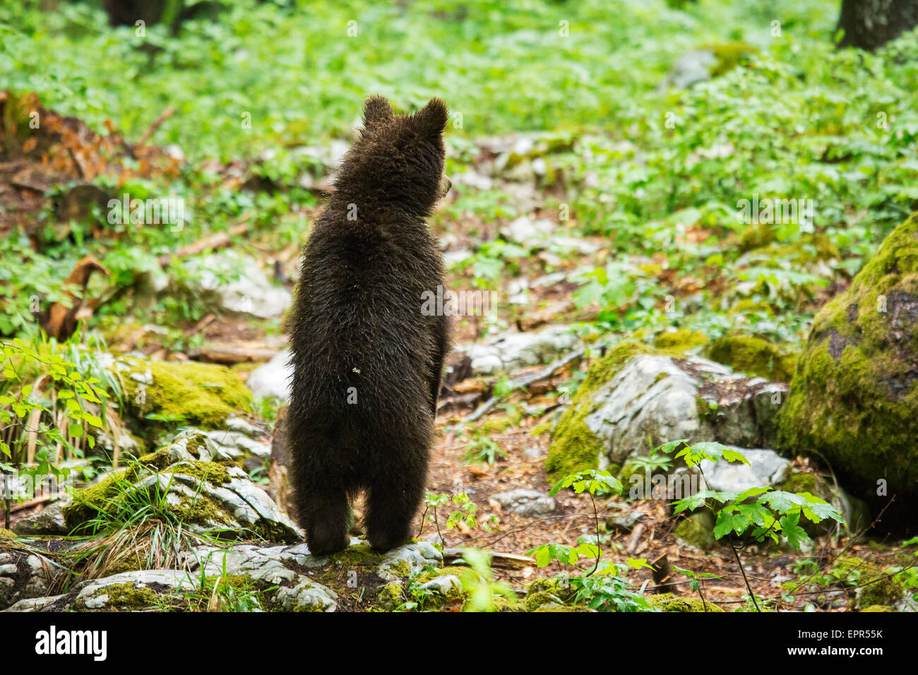 A one year old Brown Bear Cub standing up straight on its back legs in ...