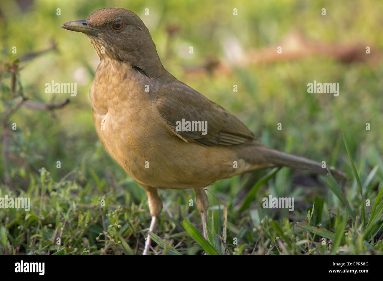 Clay-coloured Robin (Turdus grayi) standing on a lawn Stock Photo - Alamy