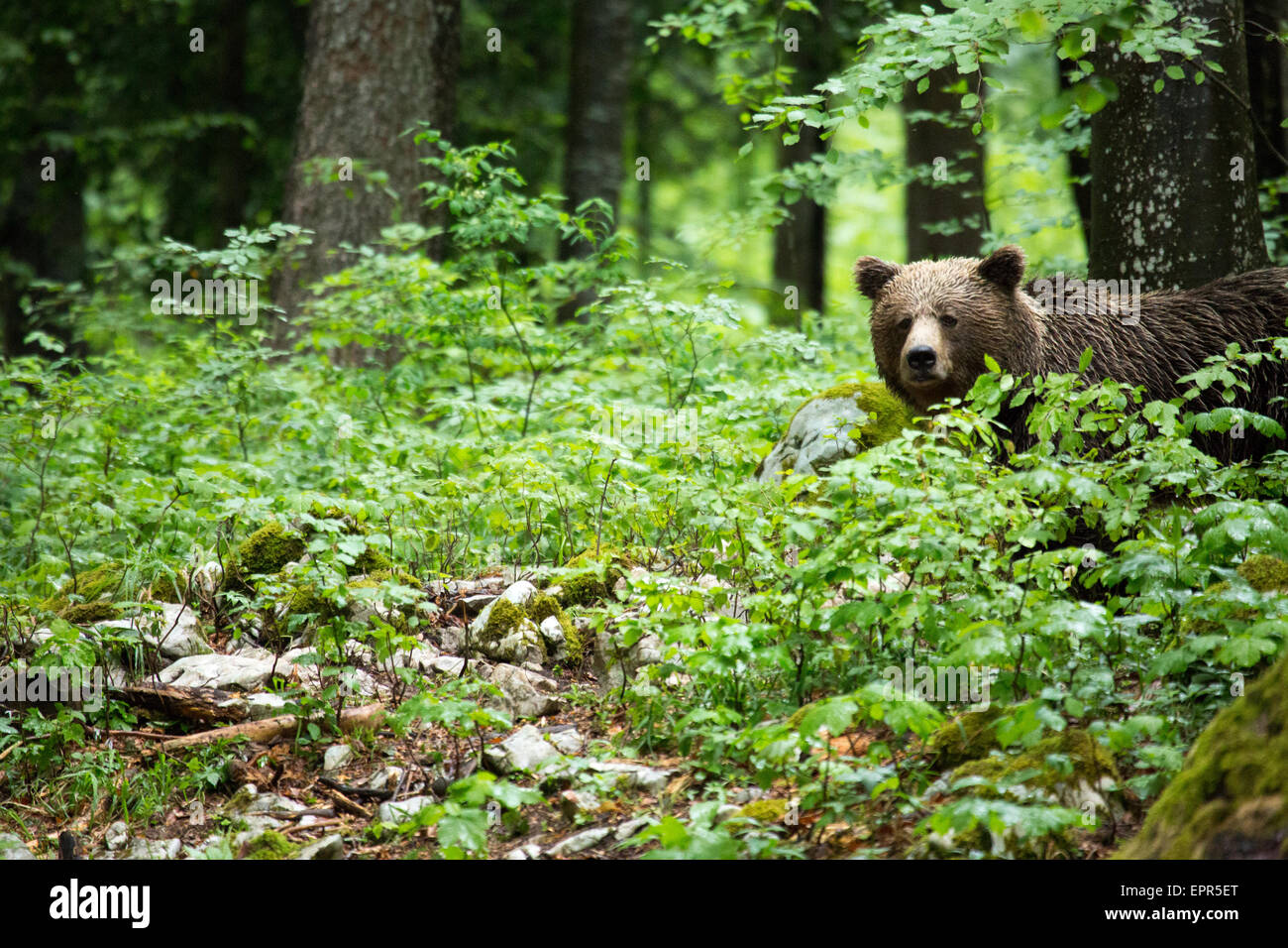 Brown Bear in the forest in Notranjska, Slovenia Stock Photo - Alamy