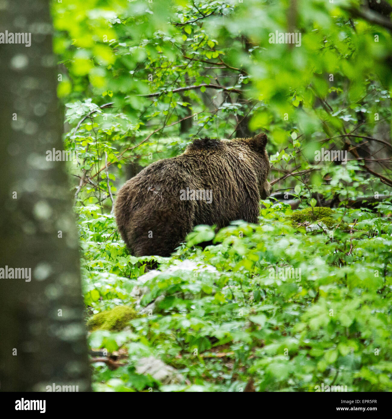 Brown Bear in the forest in Notranjska, Slovenia Stock Photo - Alamy