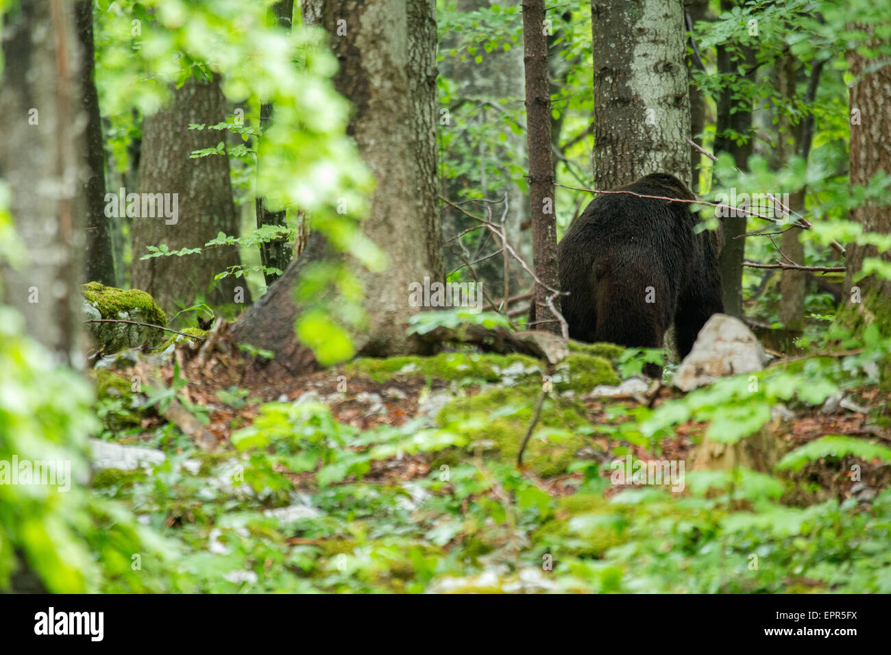 Brown Bear in the forest in Notranjska, Slovenia Stock Photo - Alamy