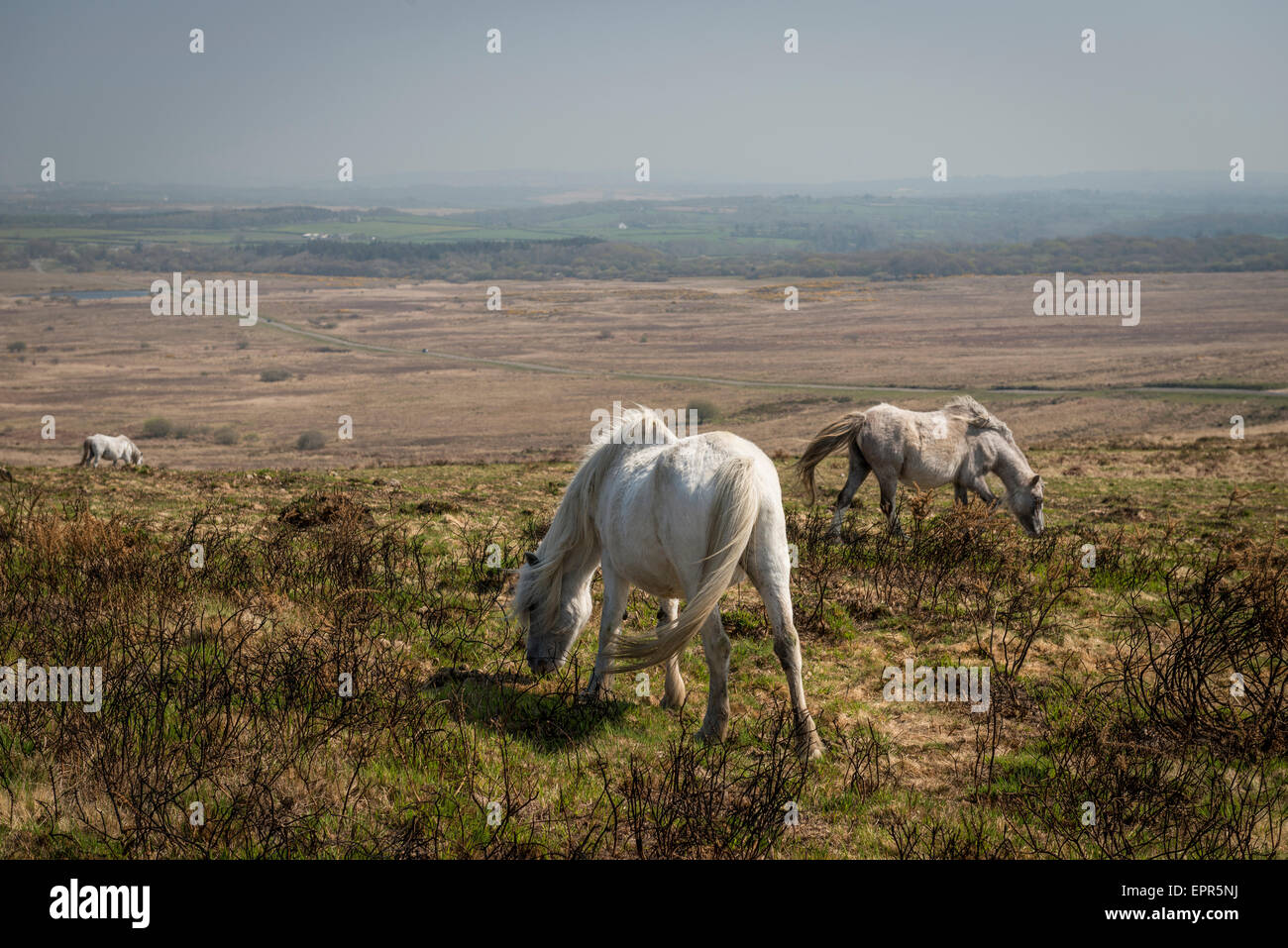 Welsh ponies on the Gower Peninsula, South Wales Stock Photo - Alamy