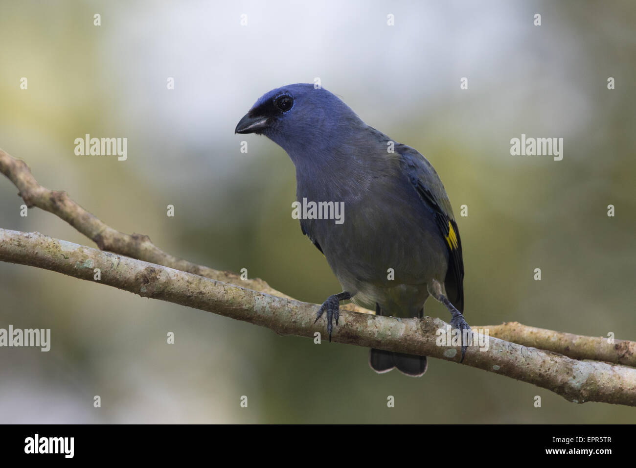 Yellow winged tanager hi-res stock photography and images - Alamy
