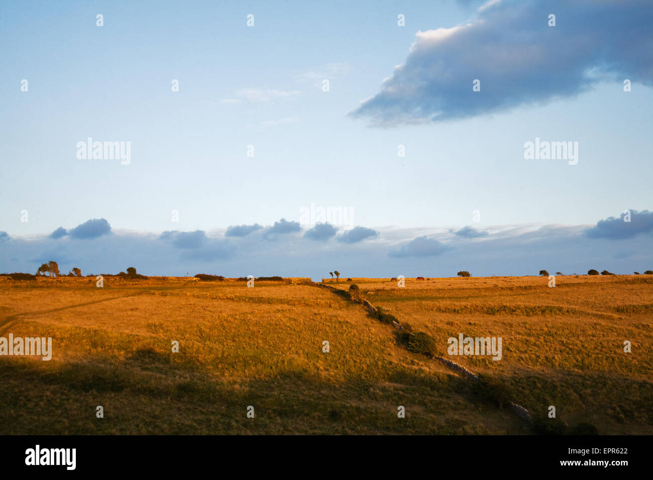 On the cliffs near Seacombe Bay and Worth Matravers, Dorset on the ...