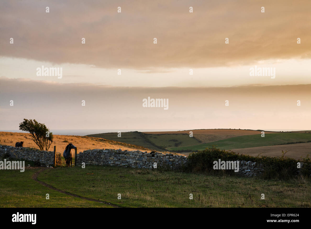 On the cliffs near Seacombe Bay and Worth Matravers, Dorset on the ...