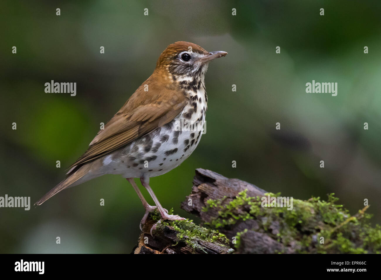 Wood Thrush (Hylocichla mustelina) perched on a moss-covered tree stump ...