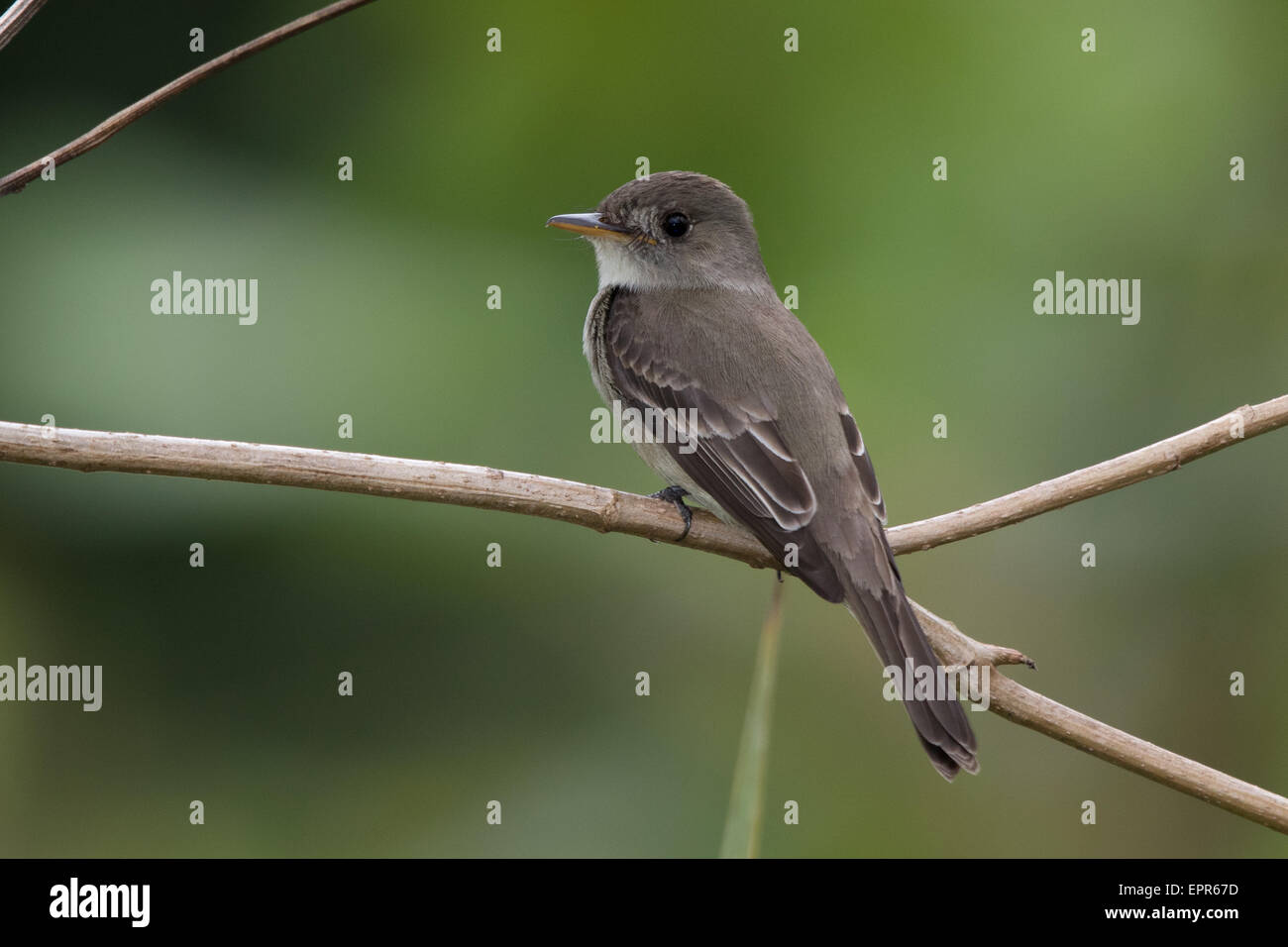 Eastern Wood-peewee (Contopus virens Stock Photo - Alamy