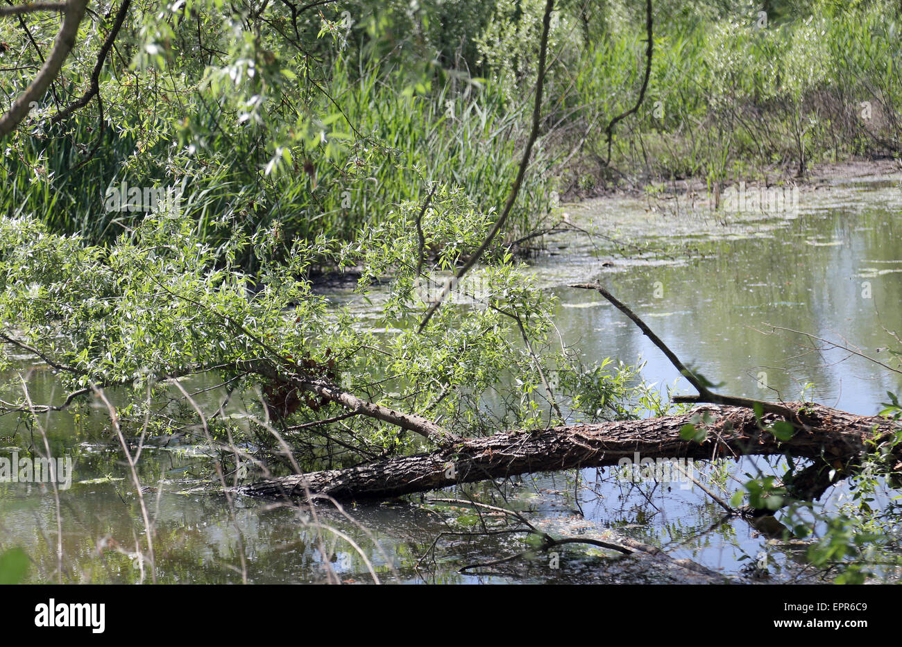 Swamp trunk tree hi-res stock photography and images - Alamy
