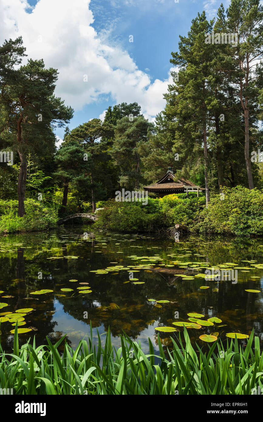 The Japanese Gardens at Tatton Park Stock Photo - Alamy