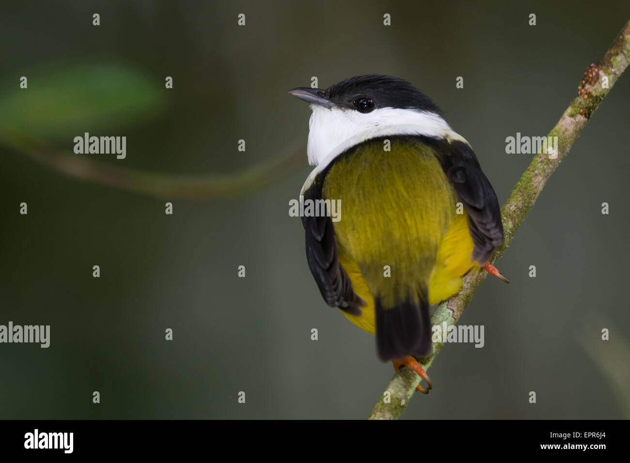 male White-collared Manakin (Manacus candei Stock Photo - Alamy