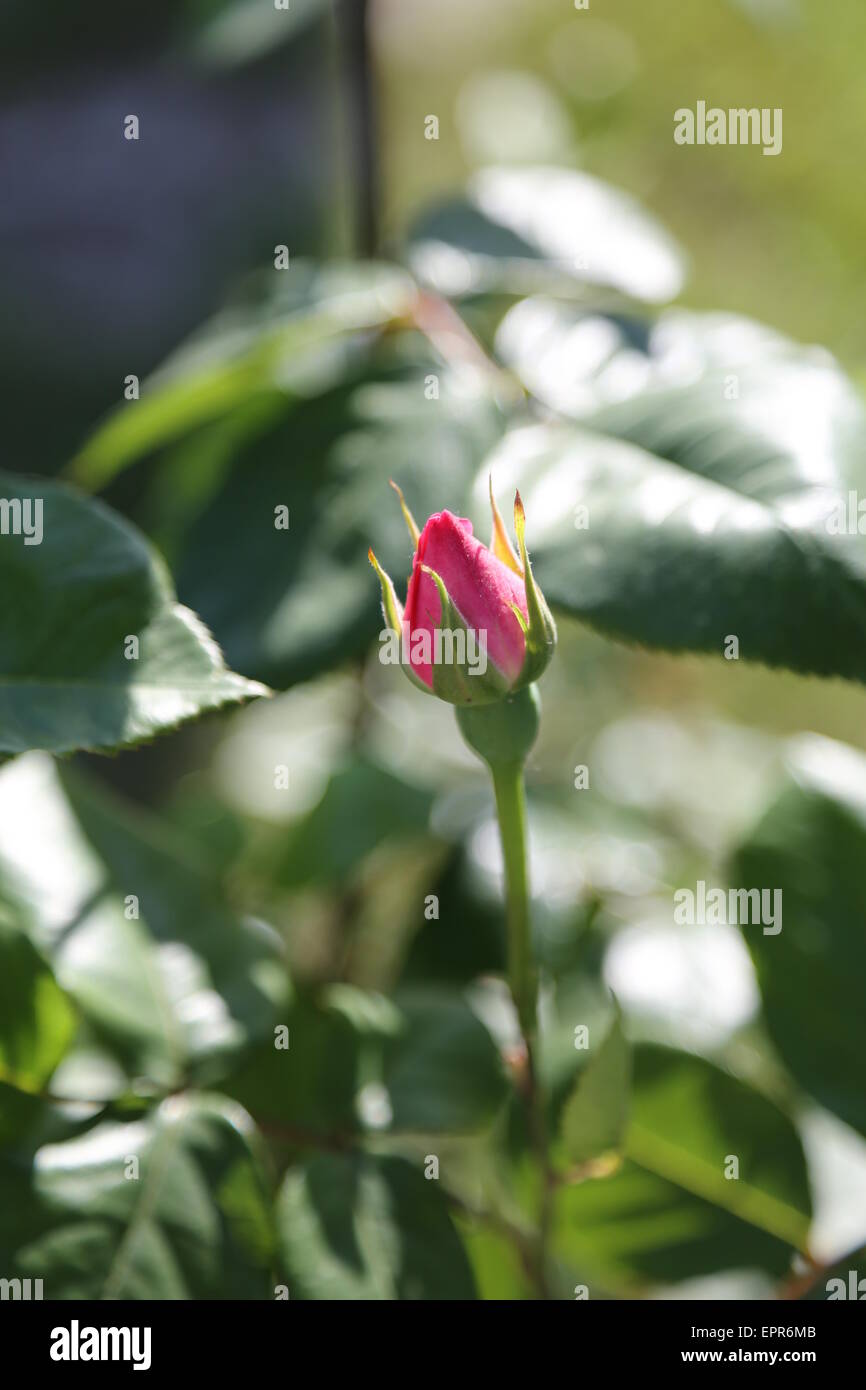 Thea rose hi-res stock photography and images - Alamy