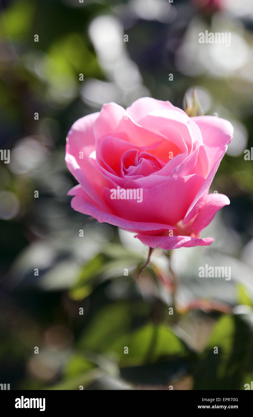 single pink rose just blossomed in may Stock Photo - Alamy