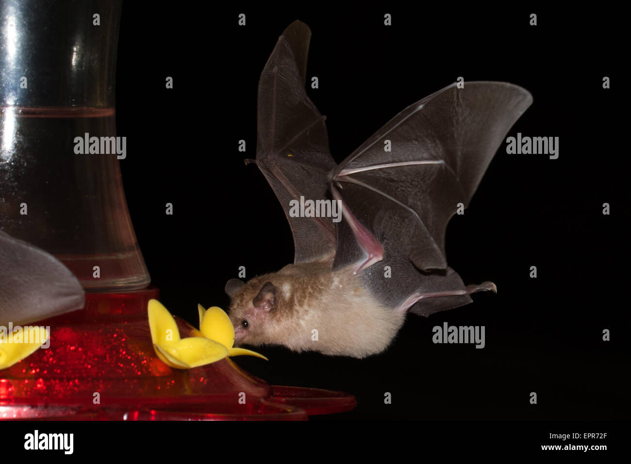 Long-tongued Bat sp. (Glossophaginae) feeding from a hummingbird feeder ...