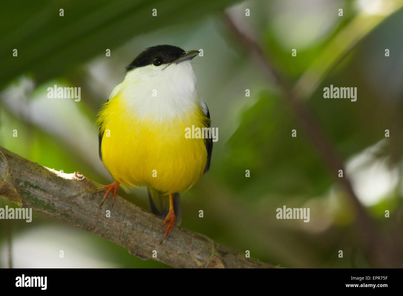male White-collared Manakin (Manacus candei Stock Photo - Alamy