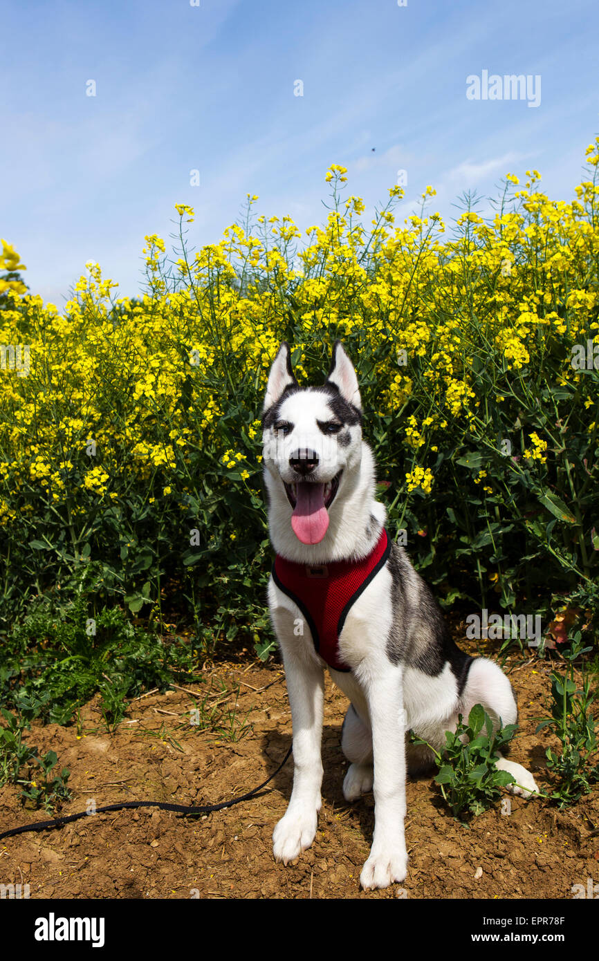 Happy Siberian Husky puppy Stock Photo - Alamy