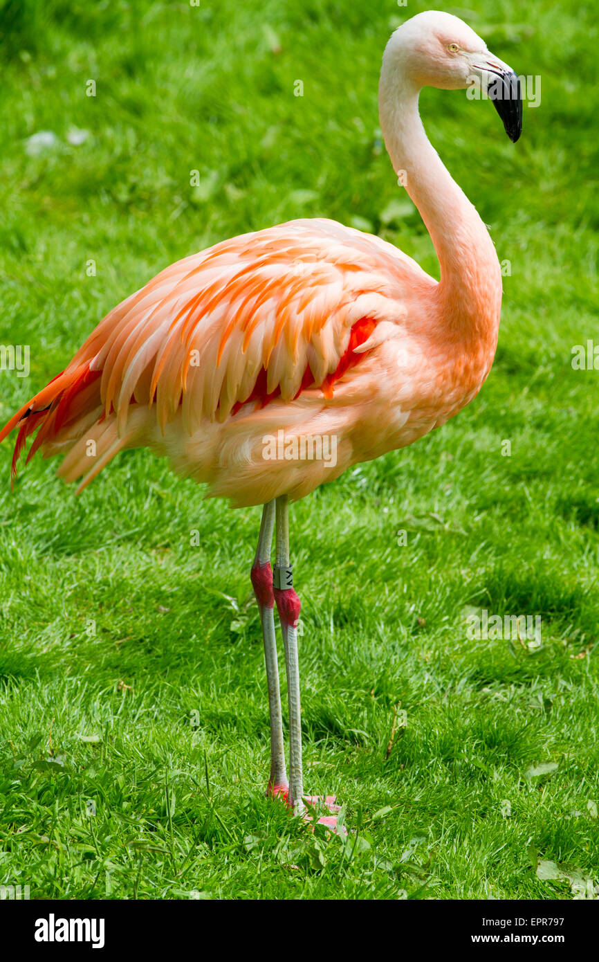 A beautiful Flamingo standing on grass Stock Photo - Alamy