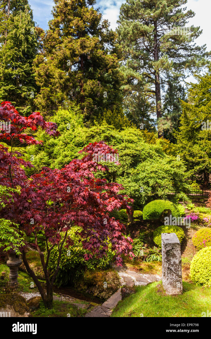 The Japanese Gardens at Tatton Park Stock Photo - Alamy