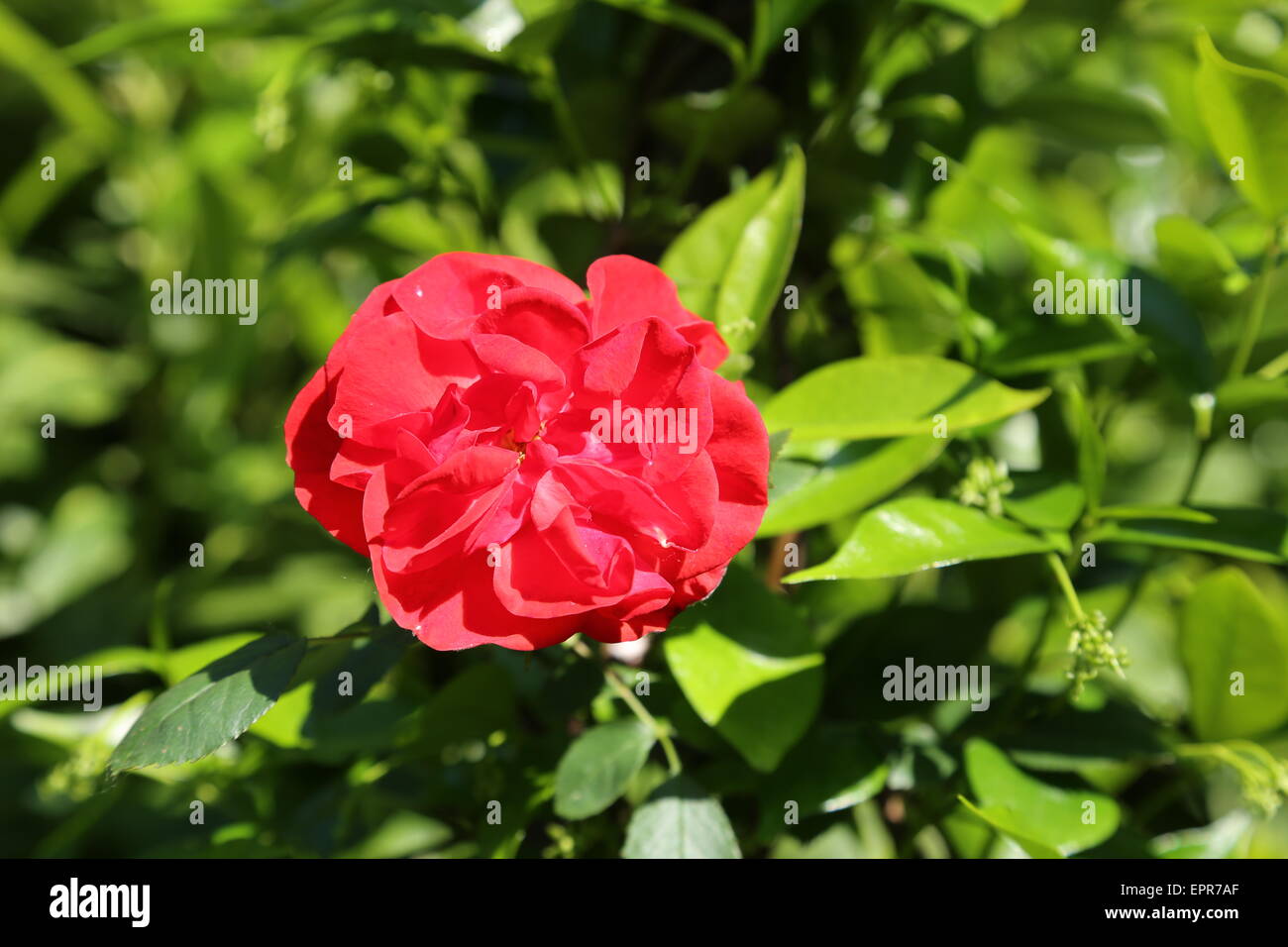 Thea rose hi-res stock photography and images - Alamy