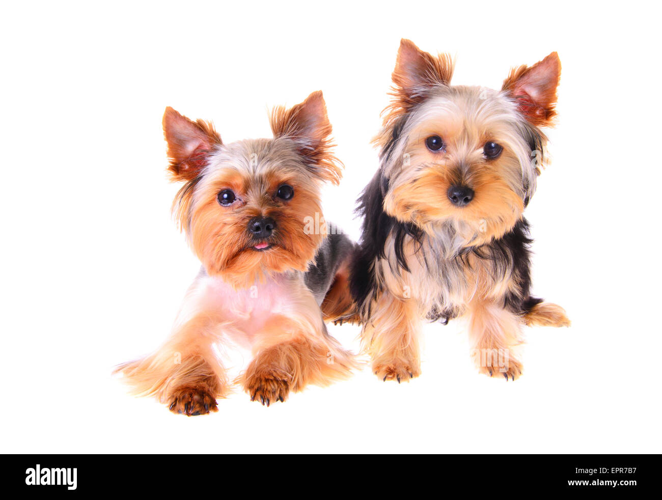 Photo Puppy Yorkshire Terrier. Portrait. Isolated Stock Photo - Alamy