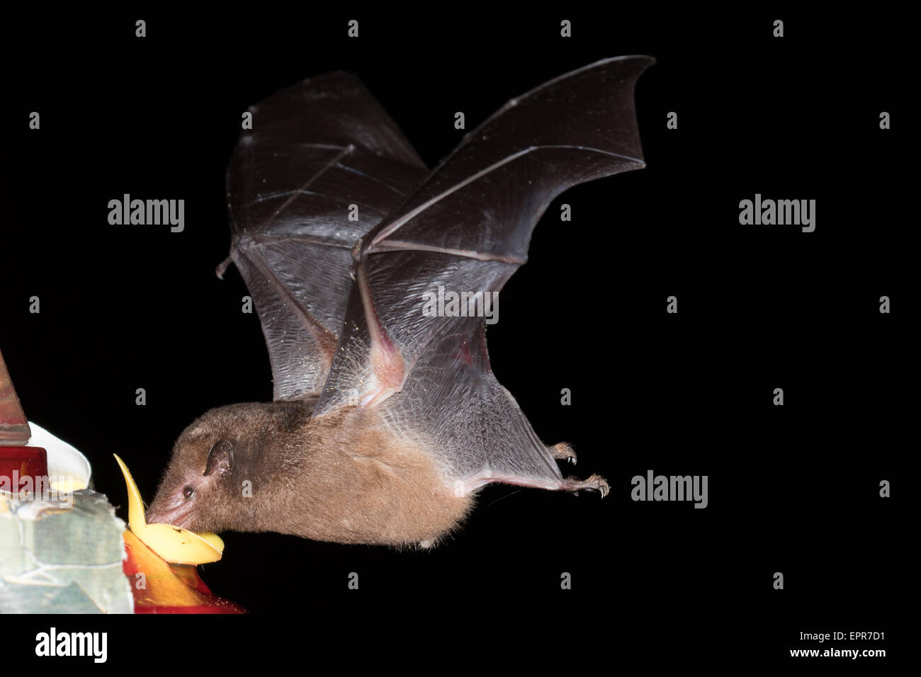 Long-tongued Bat sp. (Glossophaginae) feeding from a hummingbird feeder ...