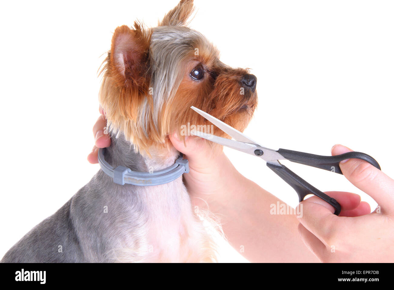 Animals. Grooming Yorkshire Terrier Stock Photo - Alamy