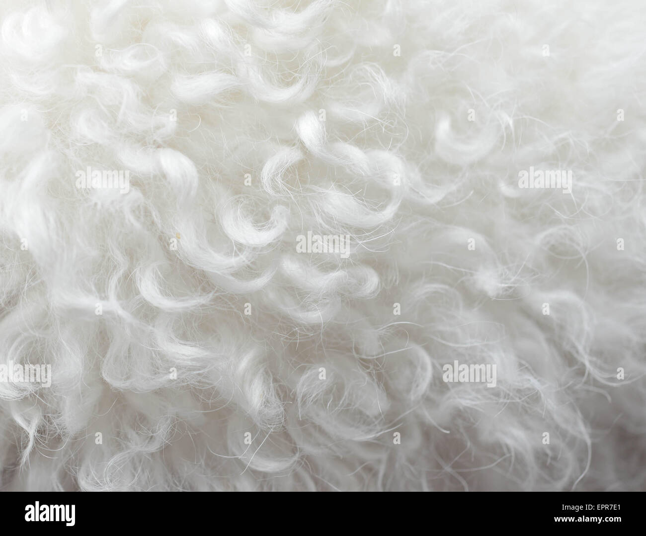 Bichon frise hair texture Stock Photo - Alamy