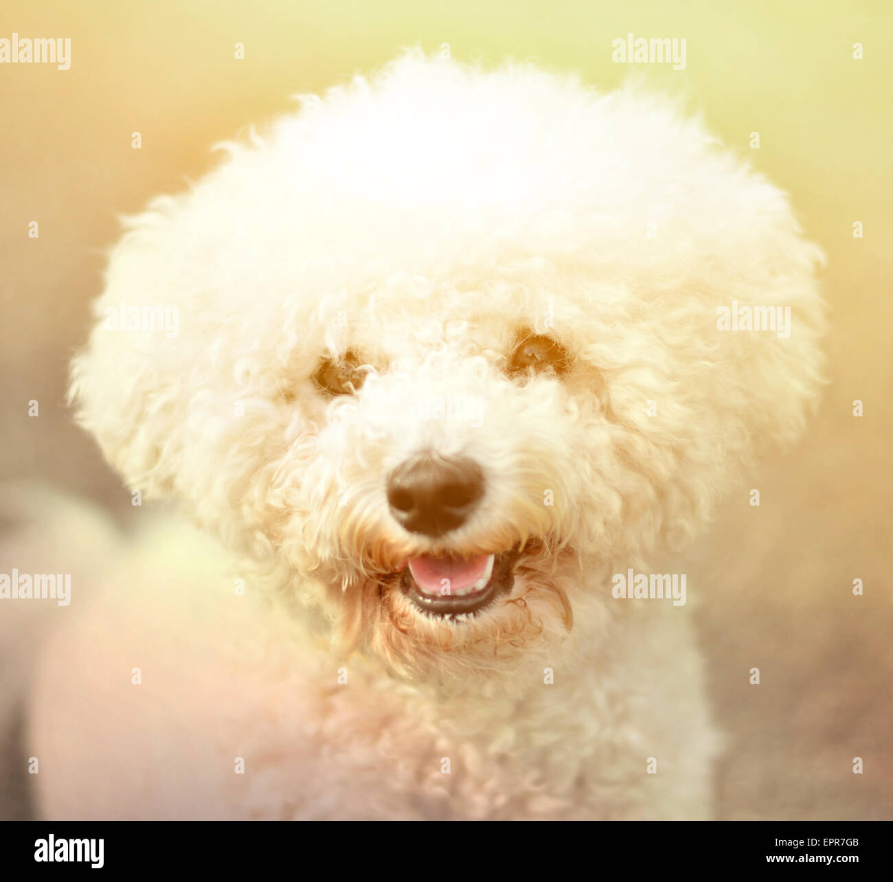 Bichon frise portrait Stock Photo - Alamy