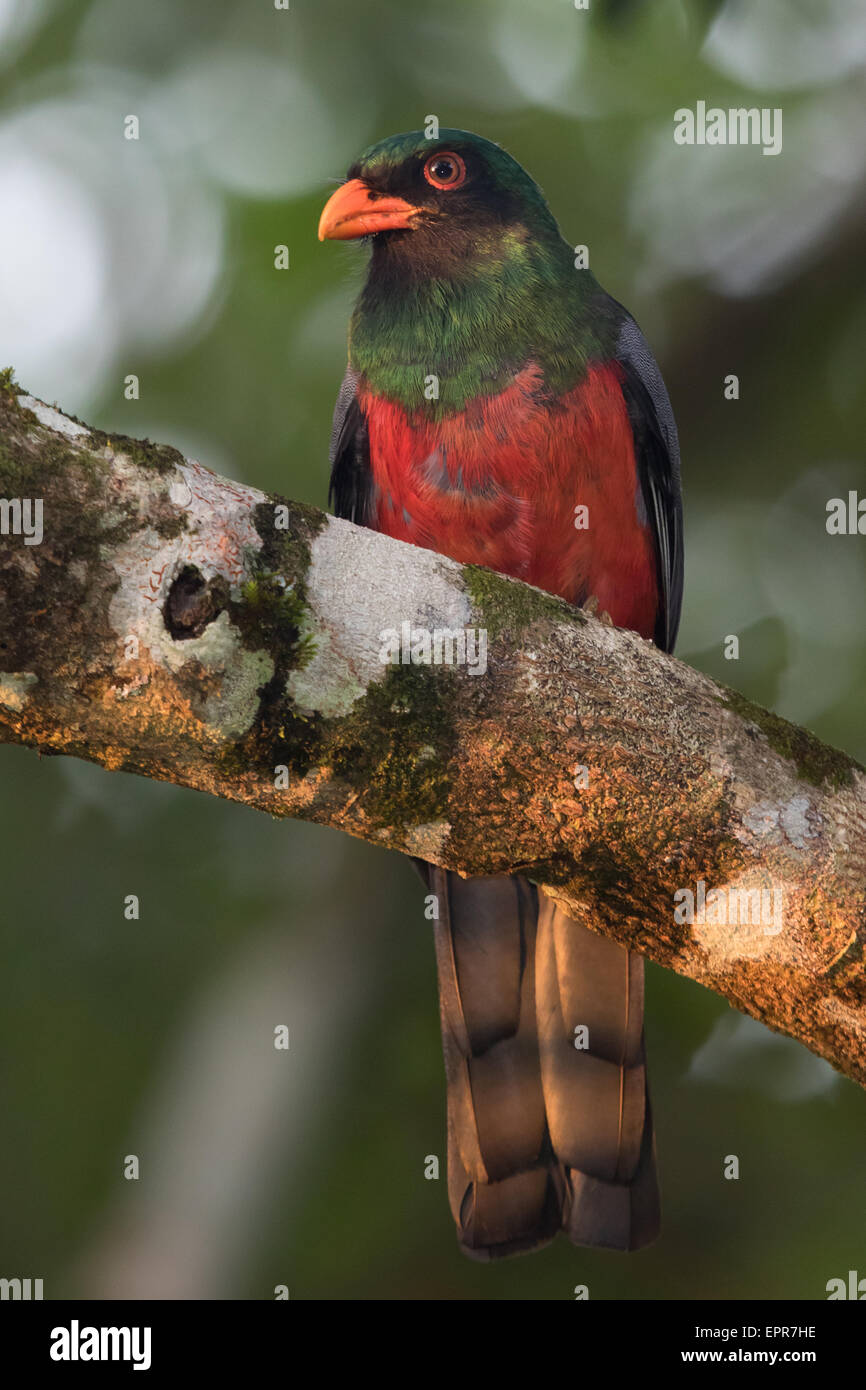 The slaty tailed trogon hi-res stock photography and images - Alamy