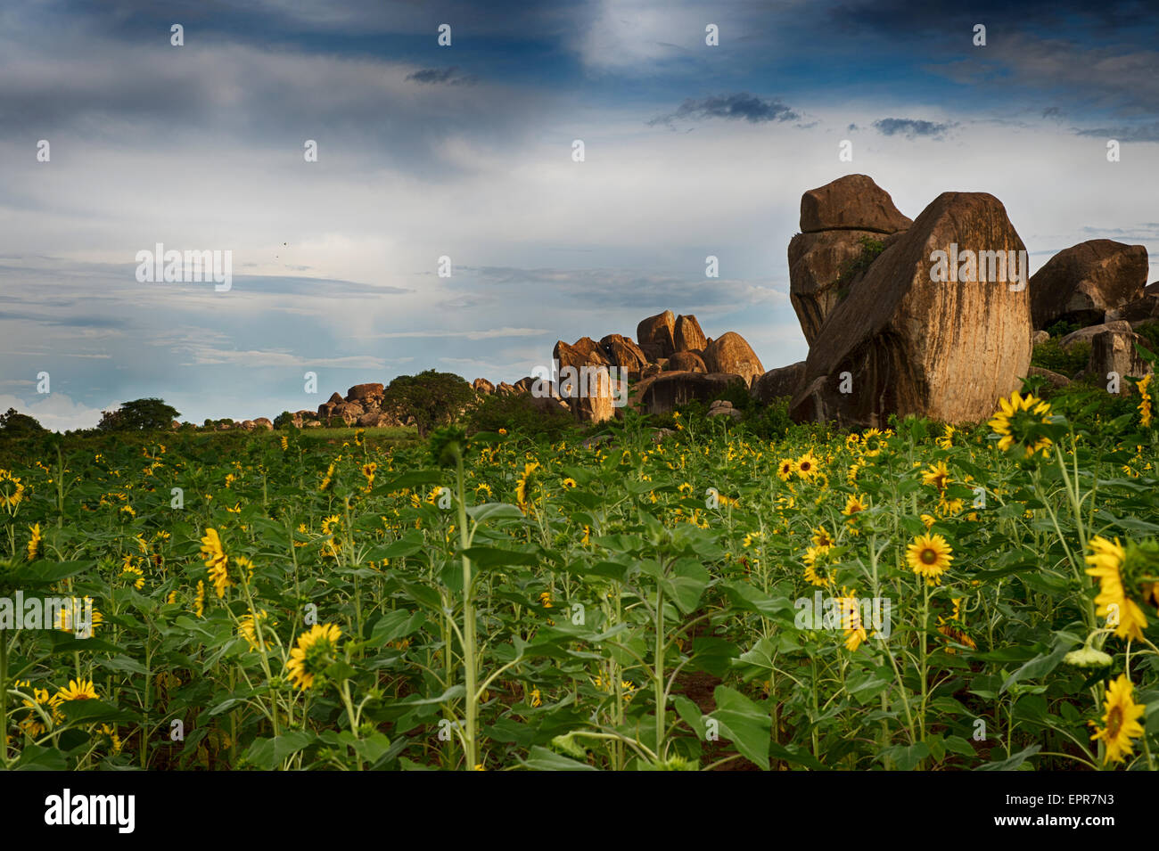 African sunflowers with granite rocks, with blue skies Stock Photo - Alamy