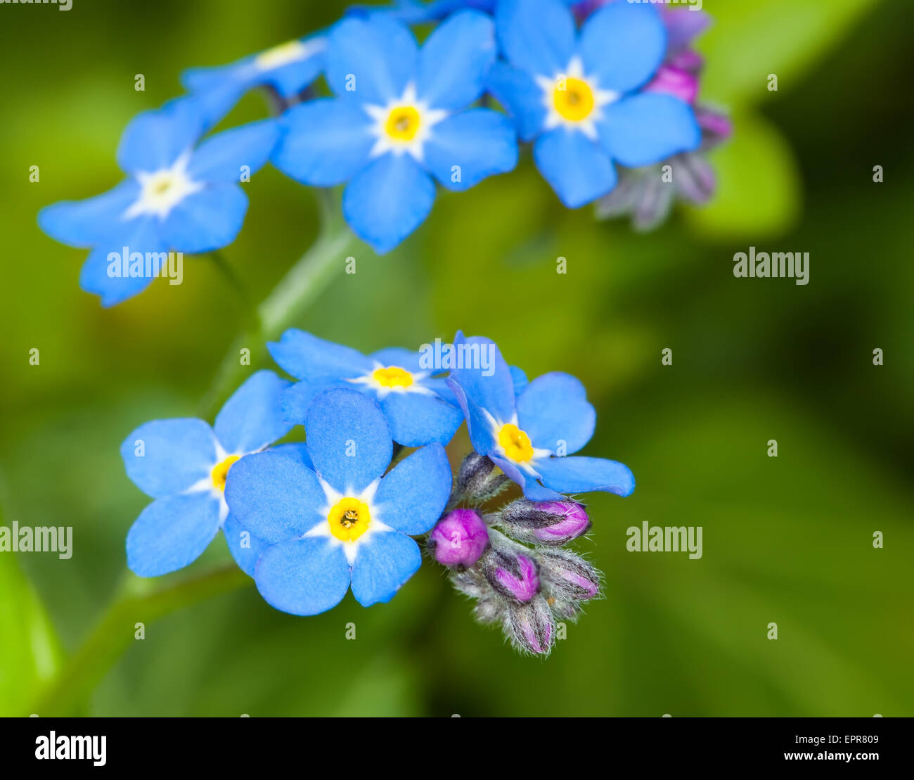 close up of forget me not flower Stock Photo - Alamy