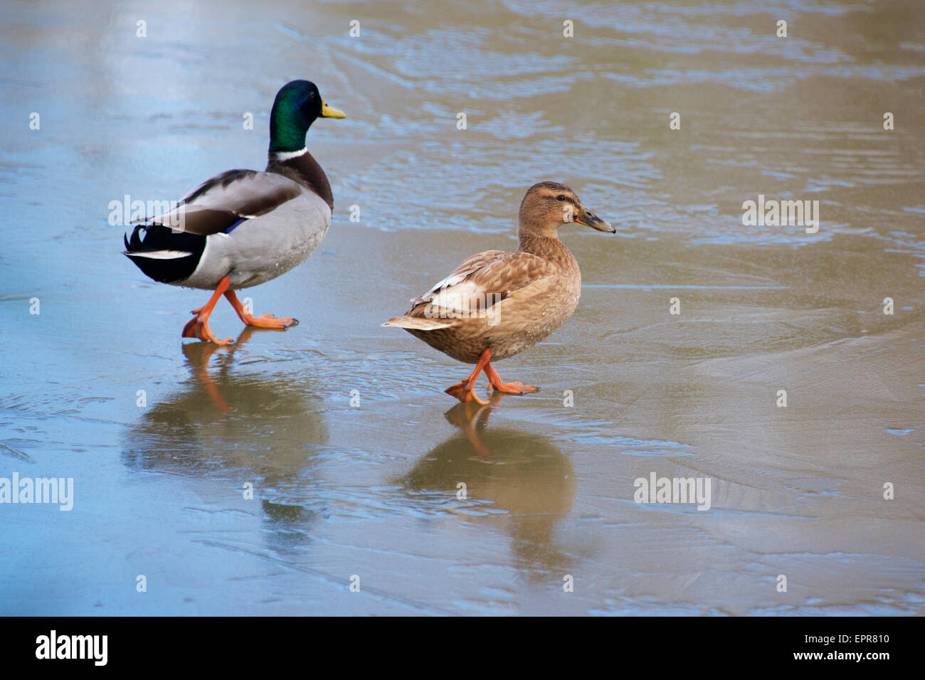 Male and Female Mallard Ducks walking on an icy pond at Godstone in ...