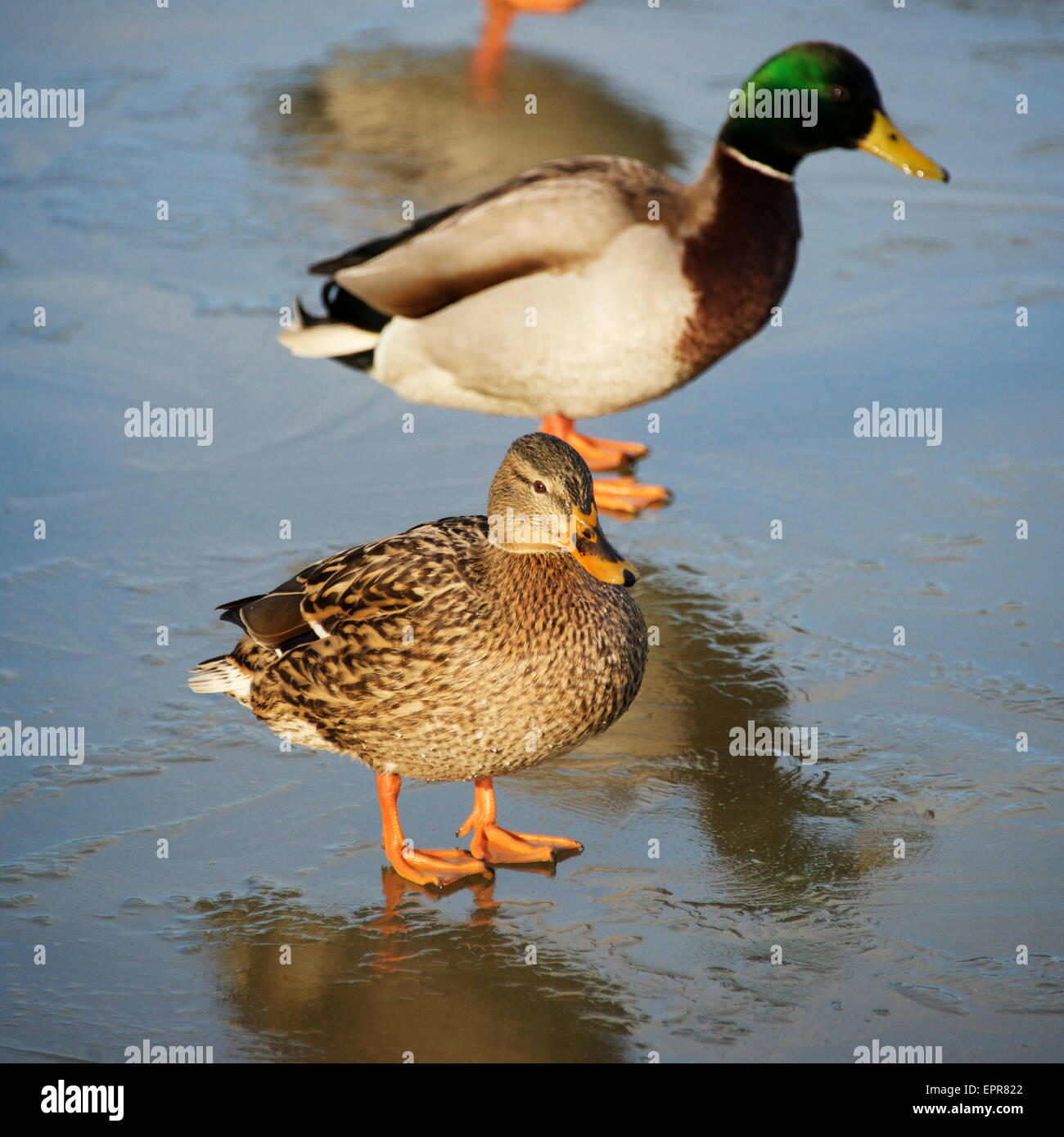Male and Female Mallard Ducks walking on an icy pond at Godstone in ...