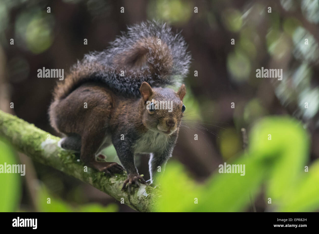 Deppes squirrel hi-res stock photography and images - Alamy