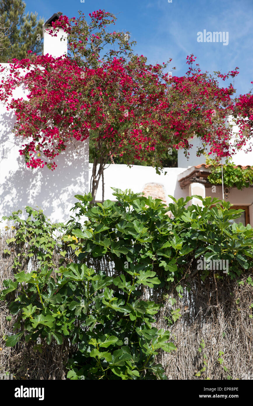 Fig tree ibiza hi-res stock photography and images - Alamy