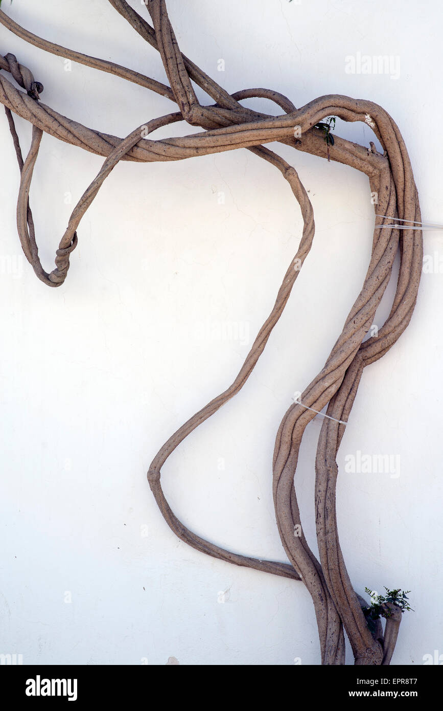 Trunk wall hi-res stock photography and images - Alamy