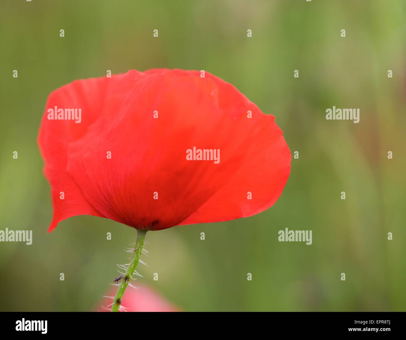 Red poppy, Red poppy close up on green grass background, single poppy ...