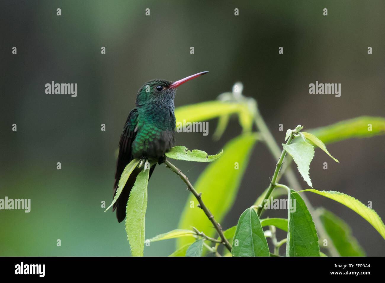Rufous tailed hummingbird hi-res stock photography and images - Alamy