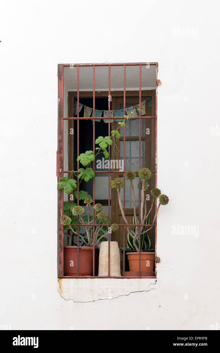 Trellis wall hi-res stock photography and images - Alamy