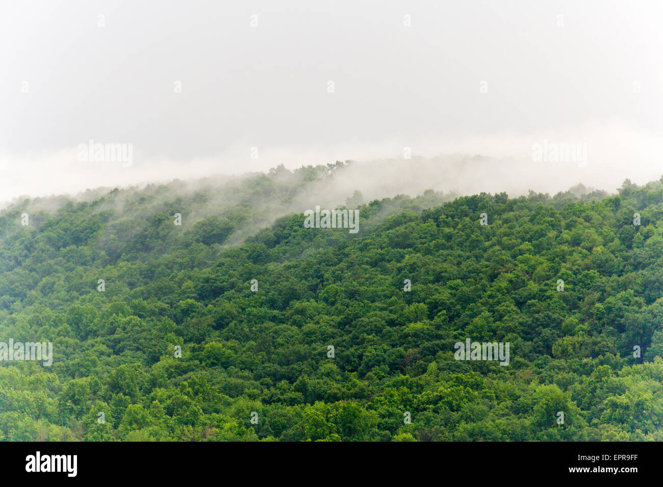 Misty treetops off in the distance in this background photo Stock Photo ...