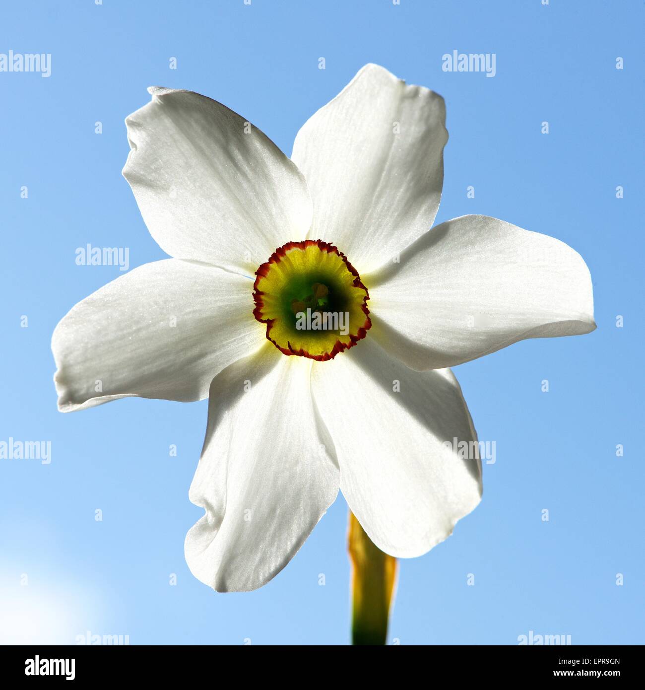 Nice white daffodil in bokeh blurry background in early spring, french ...